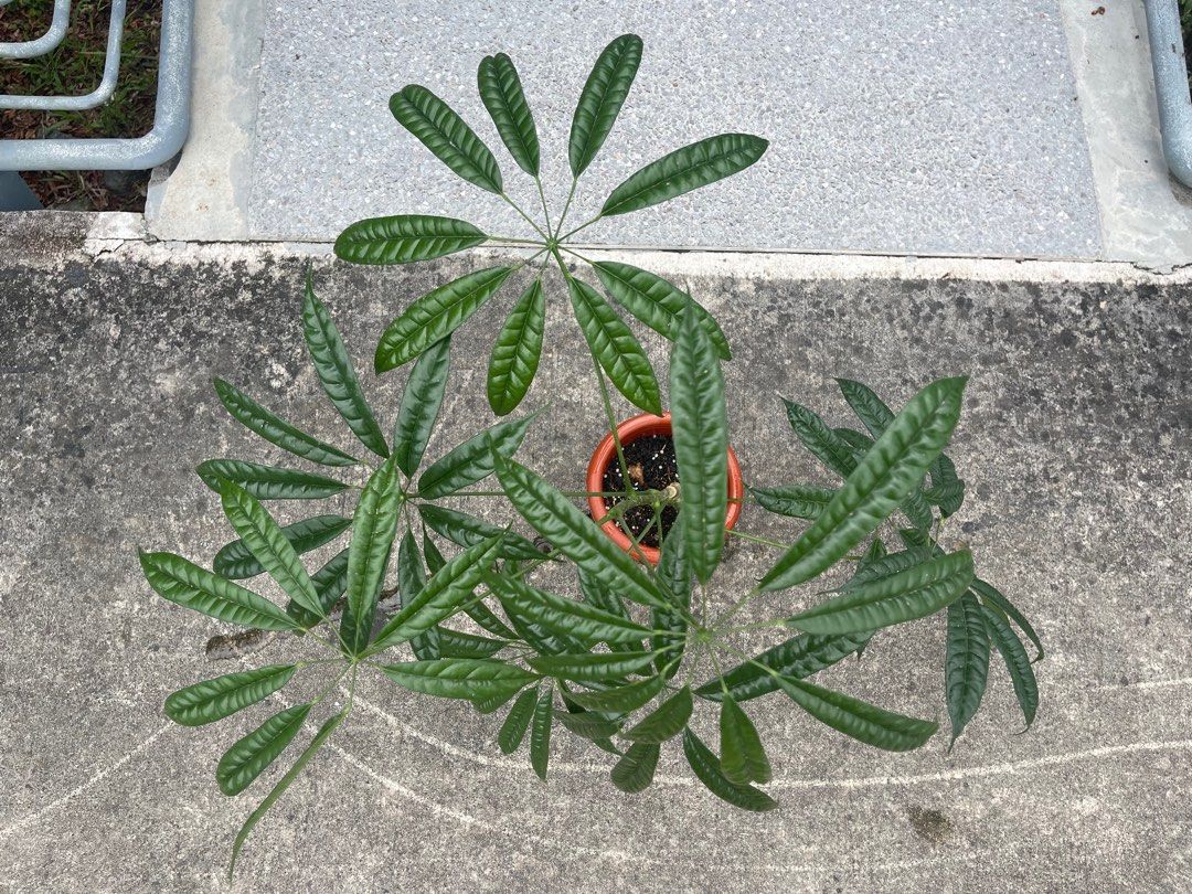 Schefflera Albido-Bracteata, Furniture & Home Living, Gardening, Plants ...