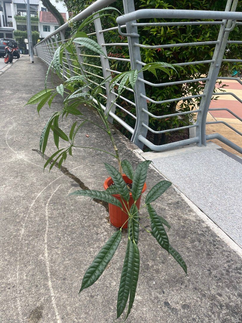 Schefflera Albido-Bracteata, Furniture & Home Living, Gardening, Plants ...