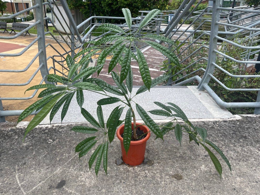 Schefflera Albido-Bracteata, Furniture & Home Living, Gardening, Plants ...