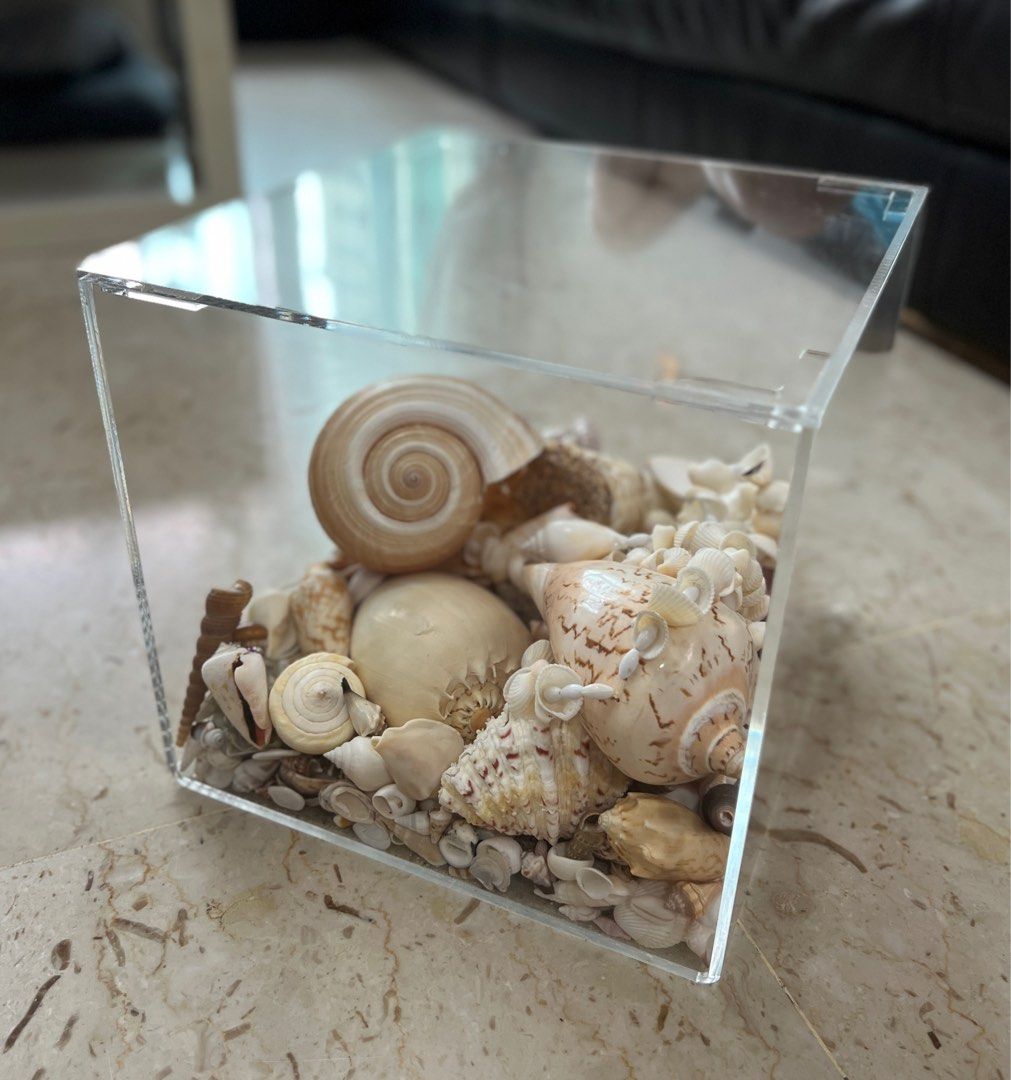 Seashell Collection with Acrylic Display Box, Furniture & Home Living ...