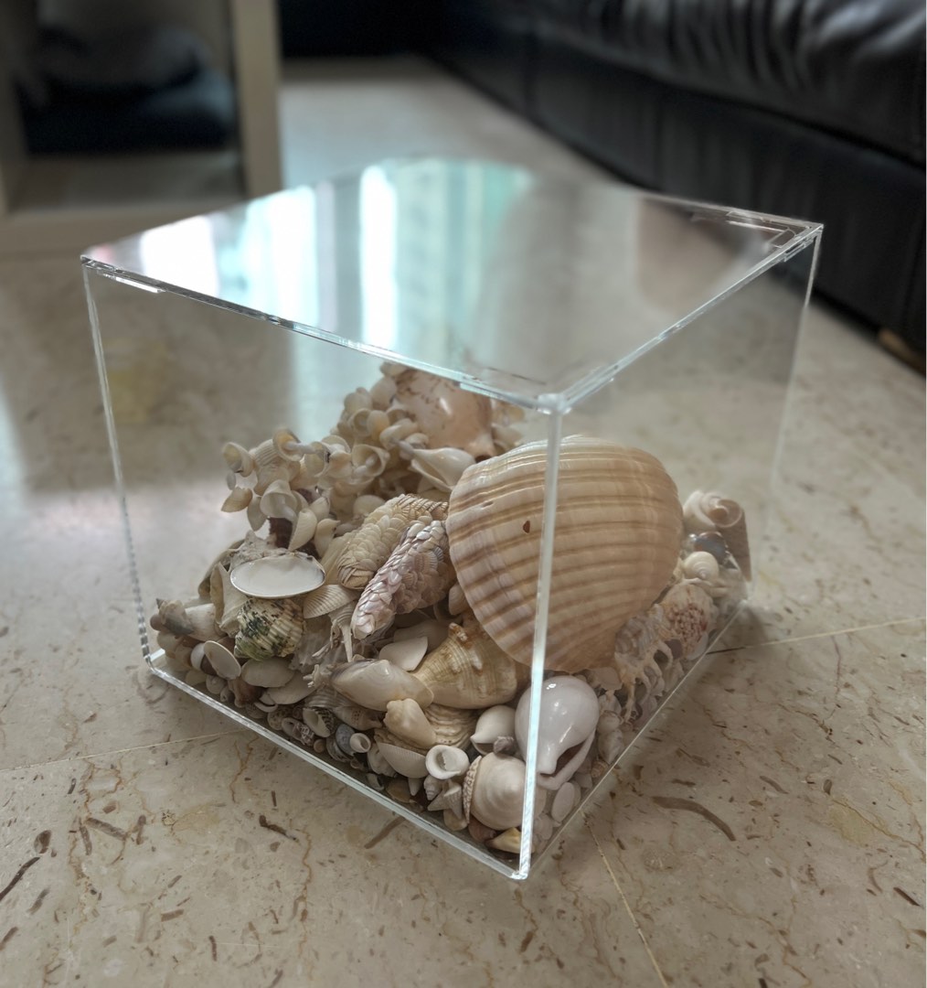 Seashell Collection with Acrylic Display Box, Furniture & Home Living ...