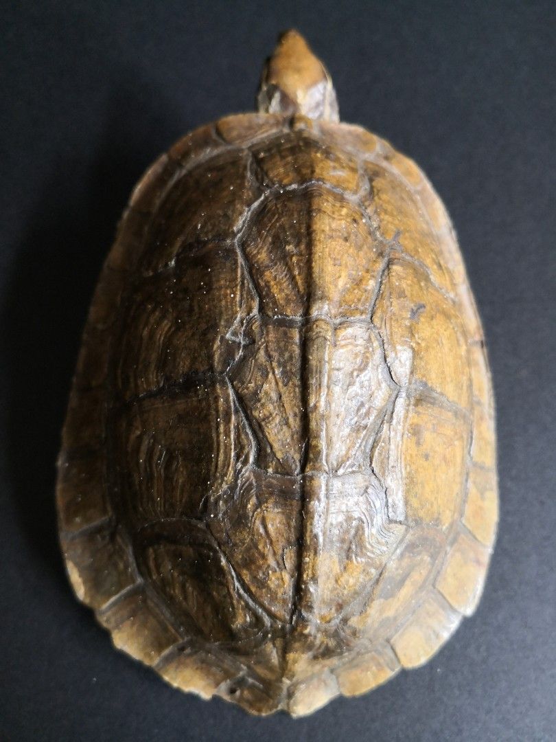 Vintage/Antique Southeast Asian Box Turtle (Cuora amboinensis ...