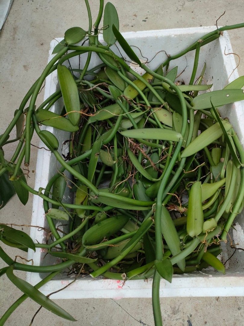 Vanilla plants for sale, Furniture & Home Living, Gardening, Plants ...