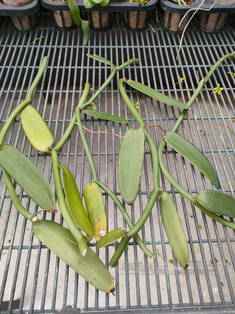 Vanilla plants for sale, Furniture & Home Living, Gardening, Plants ...