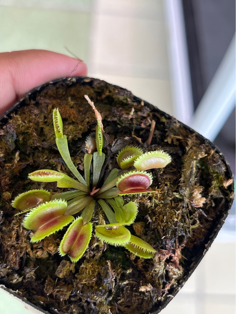 Venus Flytrap (Insect Eating plant)Must try!!!, Furniture & Home Living ...