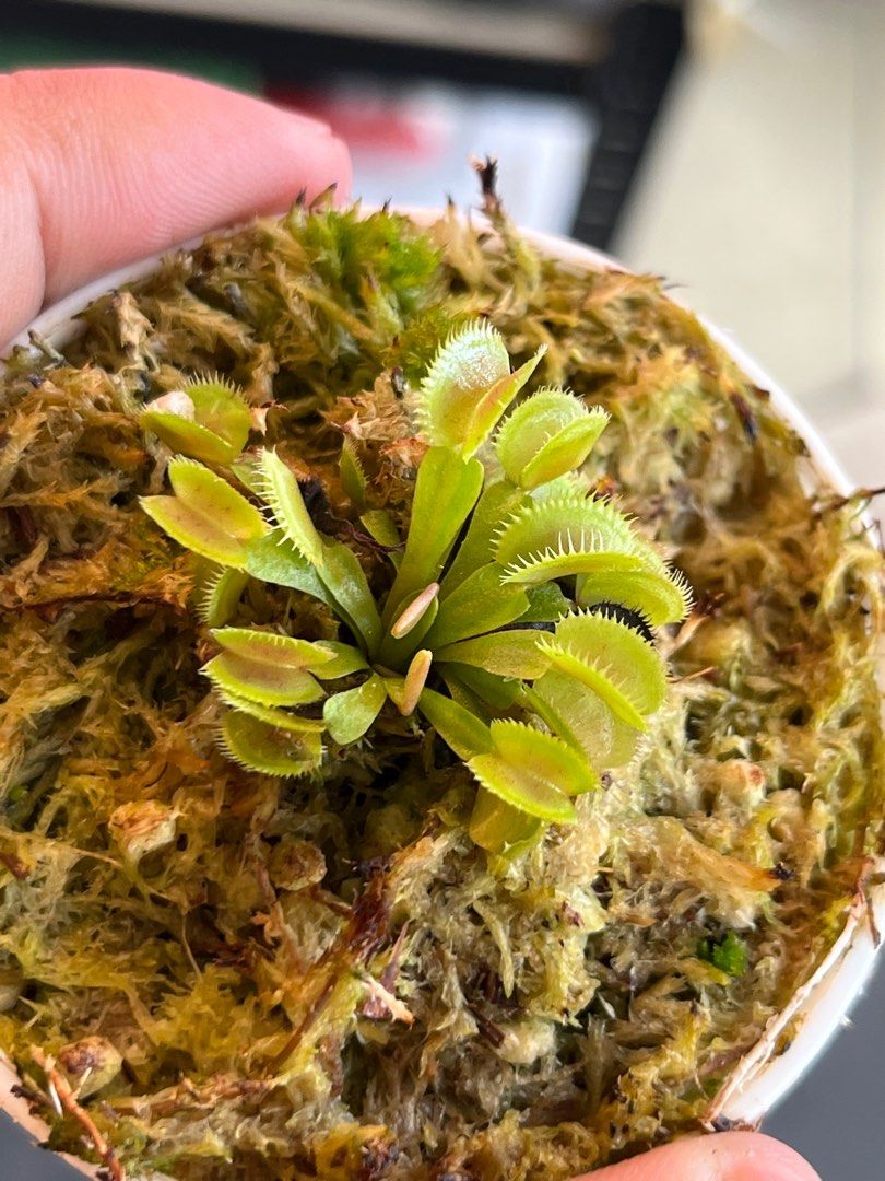 Venus Flytrap (Insect Eating plant)Must try!!!, Furniture & Home Living ...