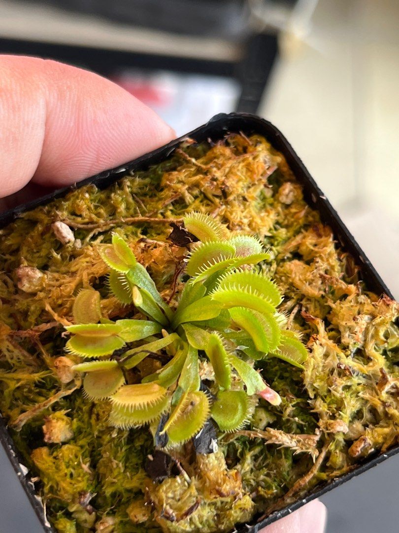 Venus Flytrap (Insect Eating plant)Must try!!!, Furniture & Home Living ...