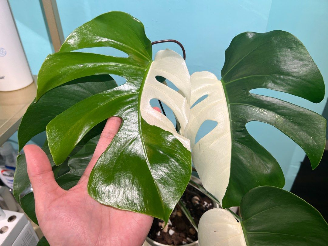 陰陽龜背竹 Monstera half moon, 傢俬＆家居, 園藝, 植物及種子 - Carousell