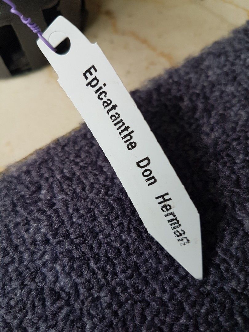 Epicatanthe Don Herman Orchid (Blooming), Furniture & Home Living ...