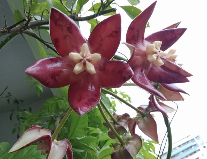 Hoya imperialis red. Rooted., Furniture & Home Living, Gardening ...