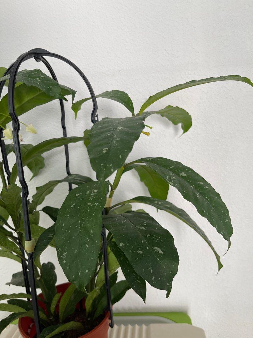 Hoya Multiflora Splash, Furniture & Home Living, Gardening, Plants ...