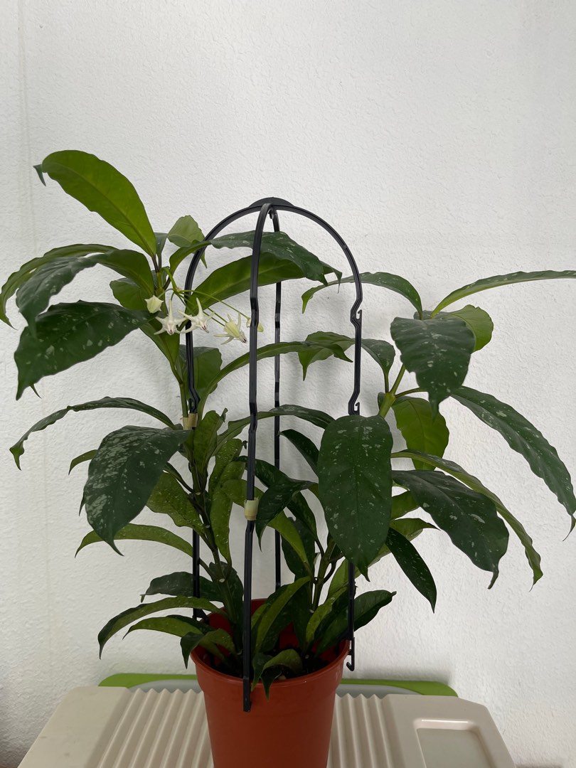 Hoya Multiflora Splash, Furniture & Home Living, Gardening, Plants ...