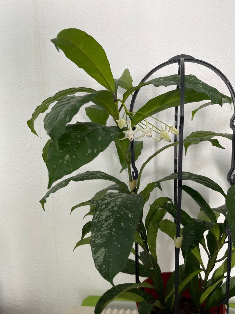 Hoya Multiflora Splash, Furniture & Home Living, Gardening, Plants ...