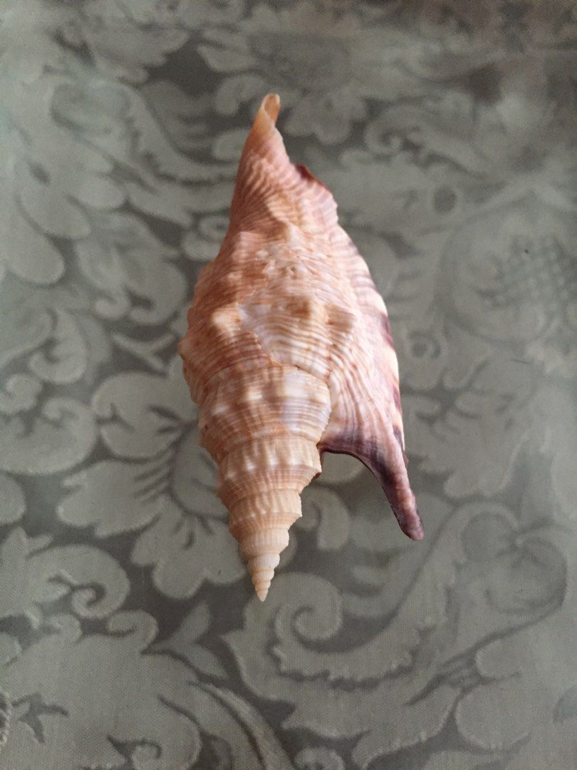Seashell - Diana Conch Seashell, Furniture & Home Living, Home Decor ...