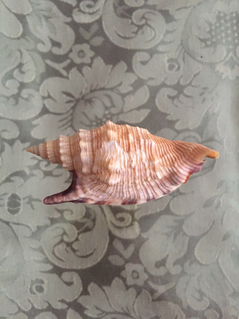 Seashell - Diana Conch Seashell, Furniture & Home Living, Home Decor ...