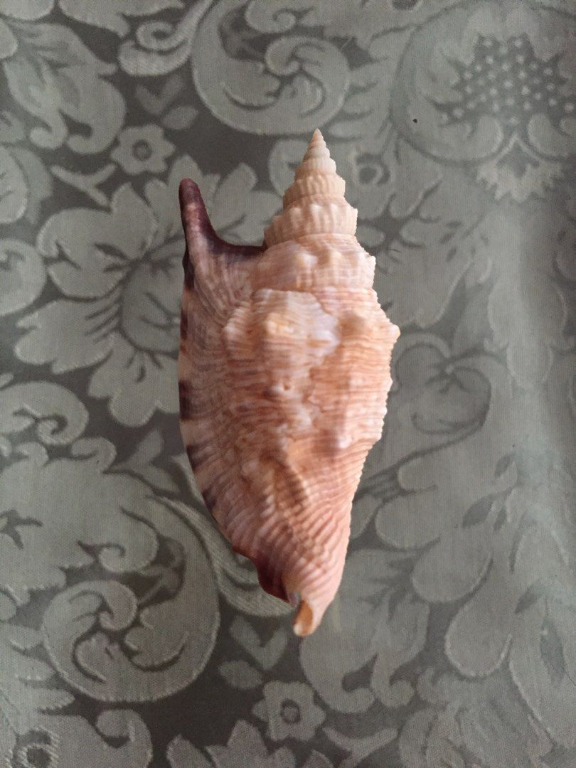 Seashell - Diana Conch Seashell, Furniture & Home Living, Home Decor ...