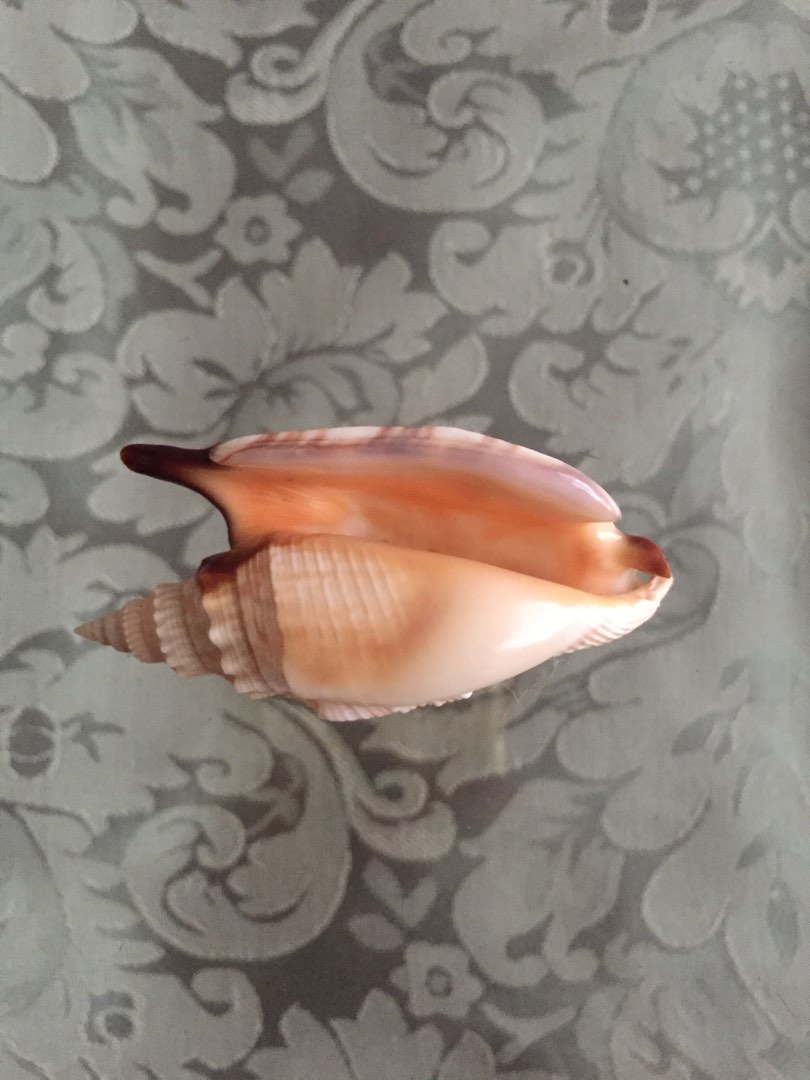 Seashell - Diana Conch Seashell, Furniture & Home Living, Home Decor ...