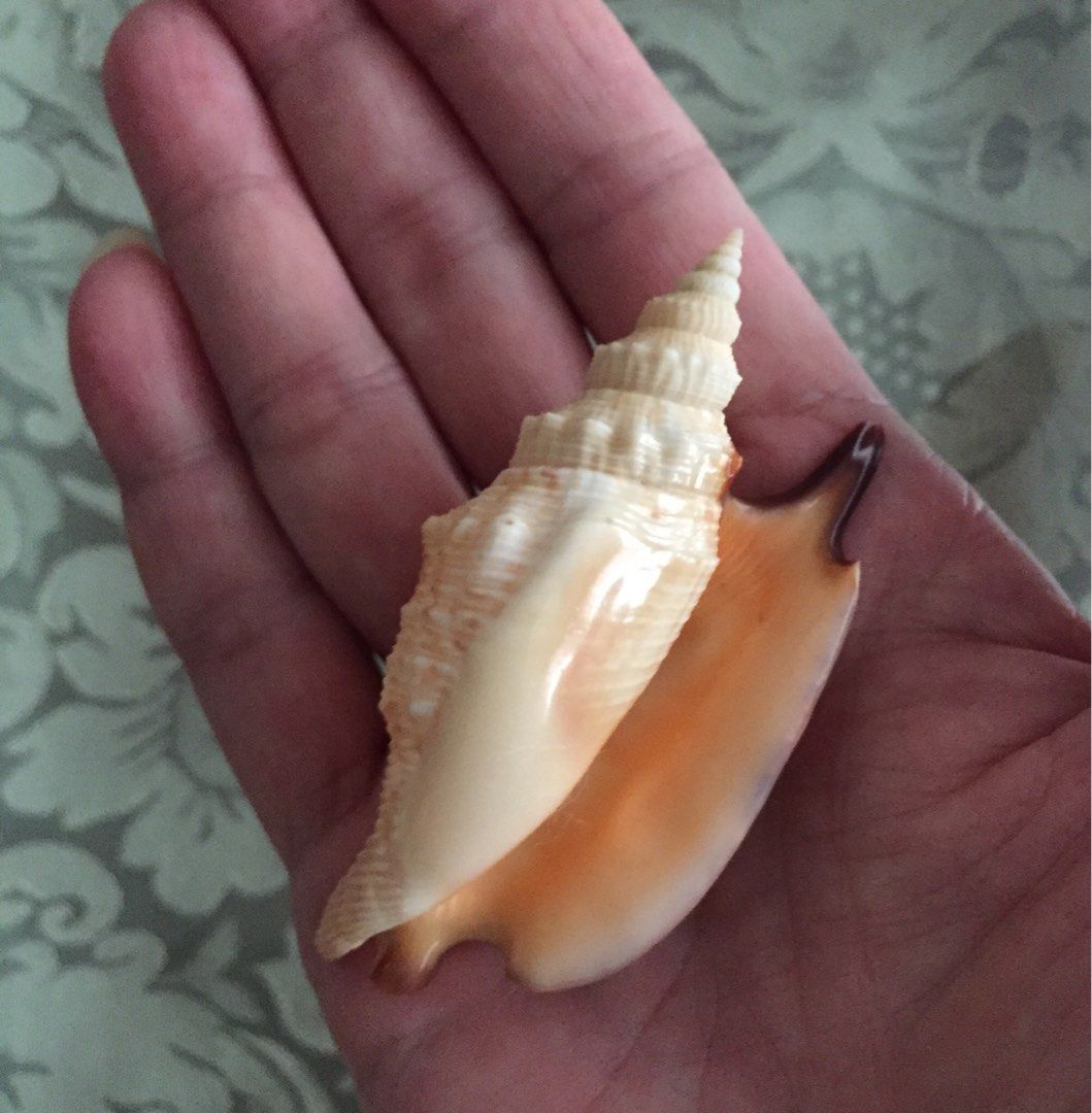 Seashell - Diana Conch Seashell, Furniture & Home Living, Home Decor ...