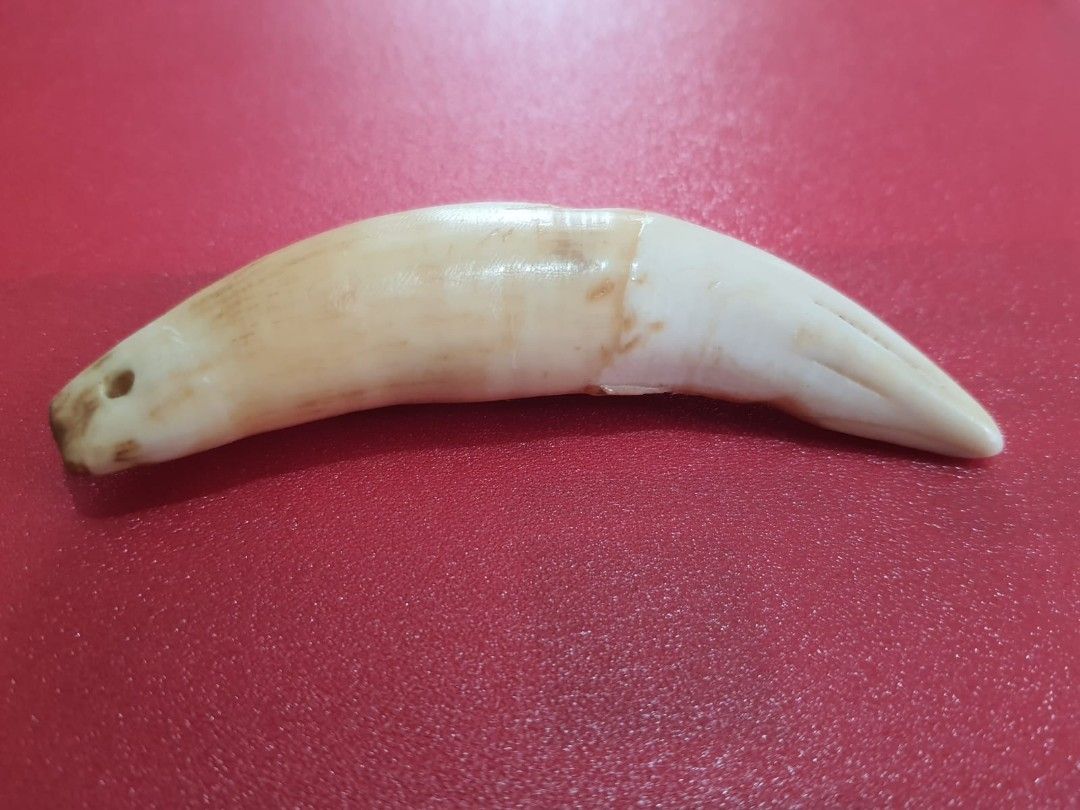 Taring Harimau Asli, Antik, Pajangan di Carousell