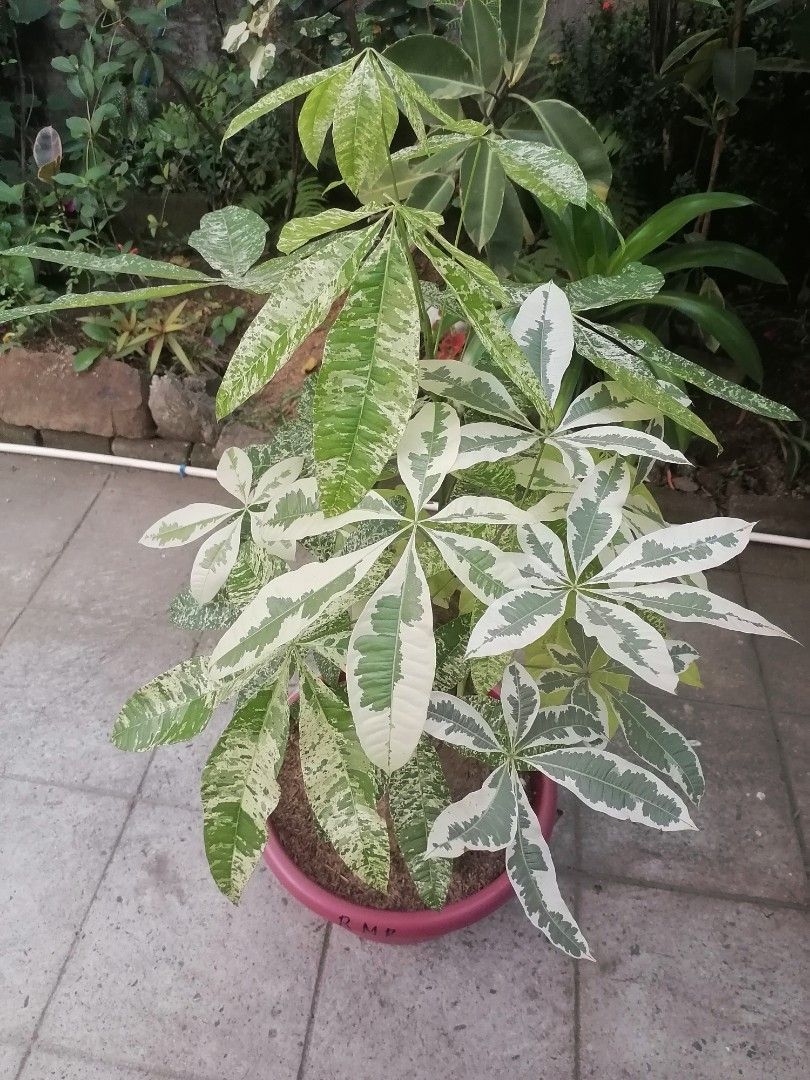 Varigated Money Tree Trio( Golden, Albo, Marble), Furniture & Home ...