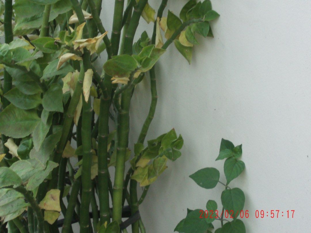 Vintage GE C1433 Digital Camera Digicam, Photography, Cameras on Carousell