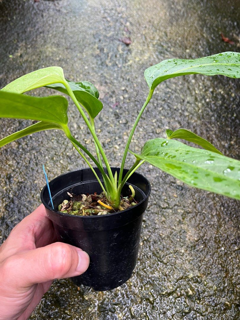 Anthurium Spectabile, Furniture & Home Living, Gardening, Plants ...