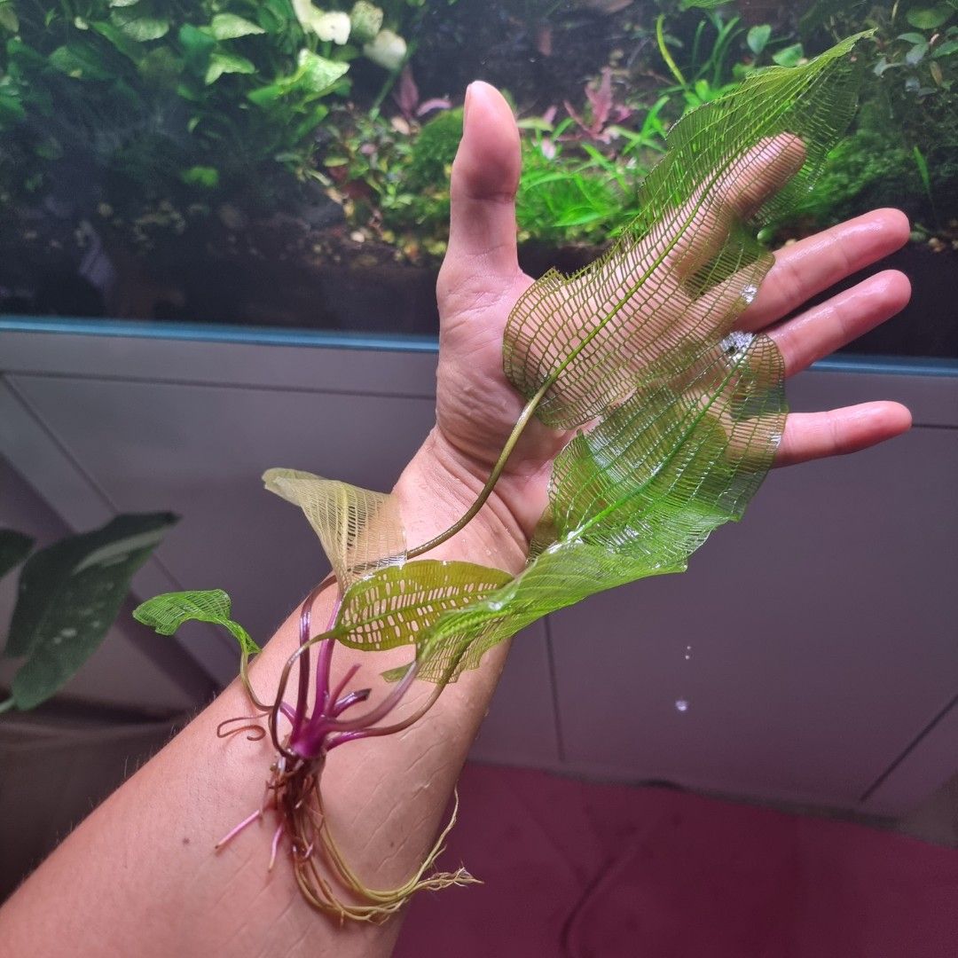 Aponogeton madagascariensis, Furniture & Home Living, Gardening, Plants ...