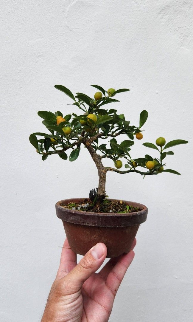 Kinzu Mini Orange Bonsai, Furniture & Home Living, Gardening, Plants ...