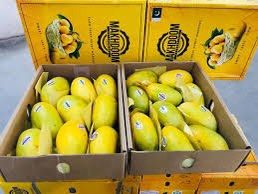 Pakistani Honey Mangoes, 嘢食 & 嘢飲, 新鮮食品 - Carousell