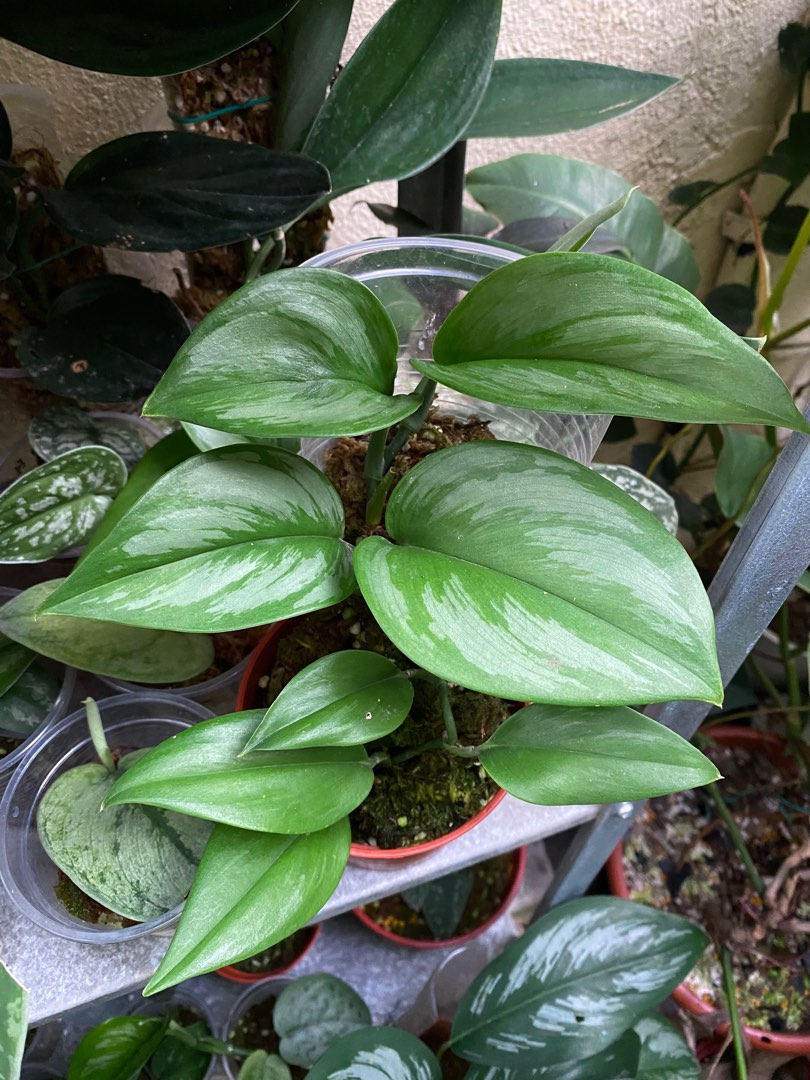 Scindapsus Officinalis, Furniture & Home Living, Gardening, Plants ...