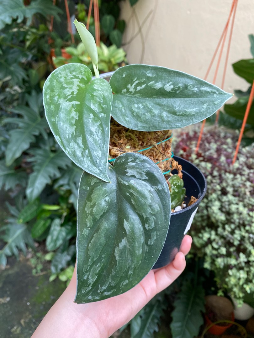 Scindapsus SP (black tricolor), Furniture & Home Living, Gardening ...