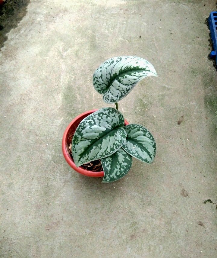 Scindapsus Sumatera, Furniture & Home Living, Gardening, Plants & Seeds ...