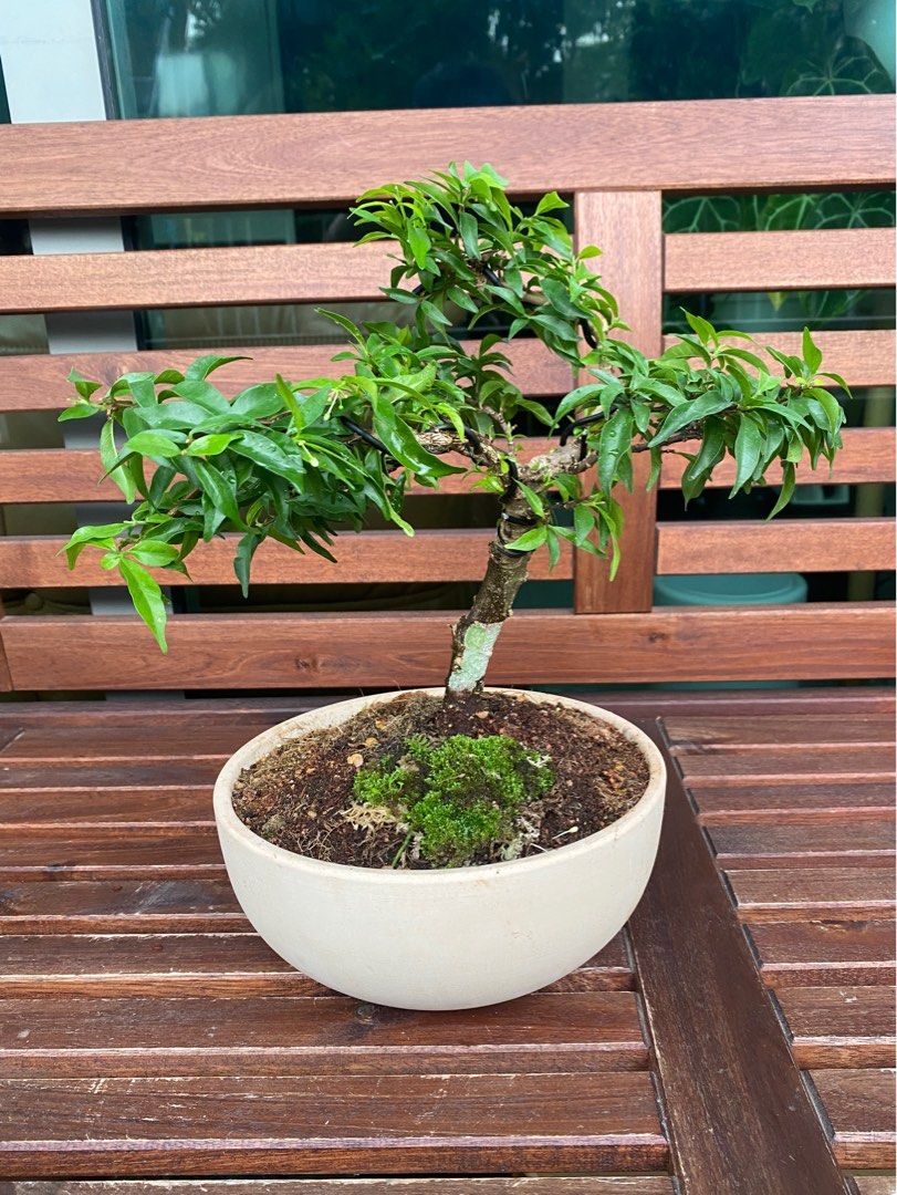 Double petal flower shui mei shuimei bonsai Wrightia Religiosa #5 small ...