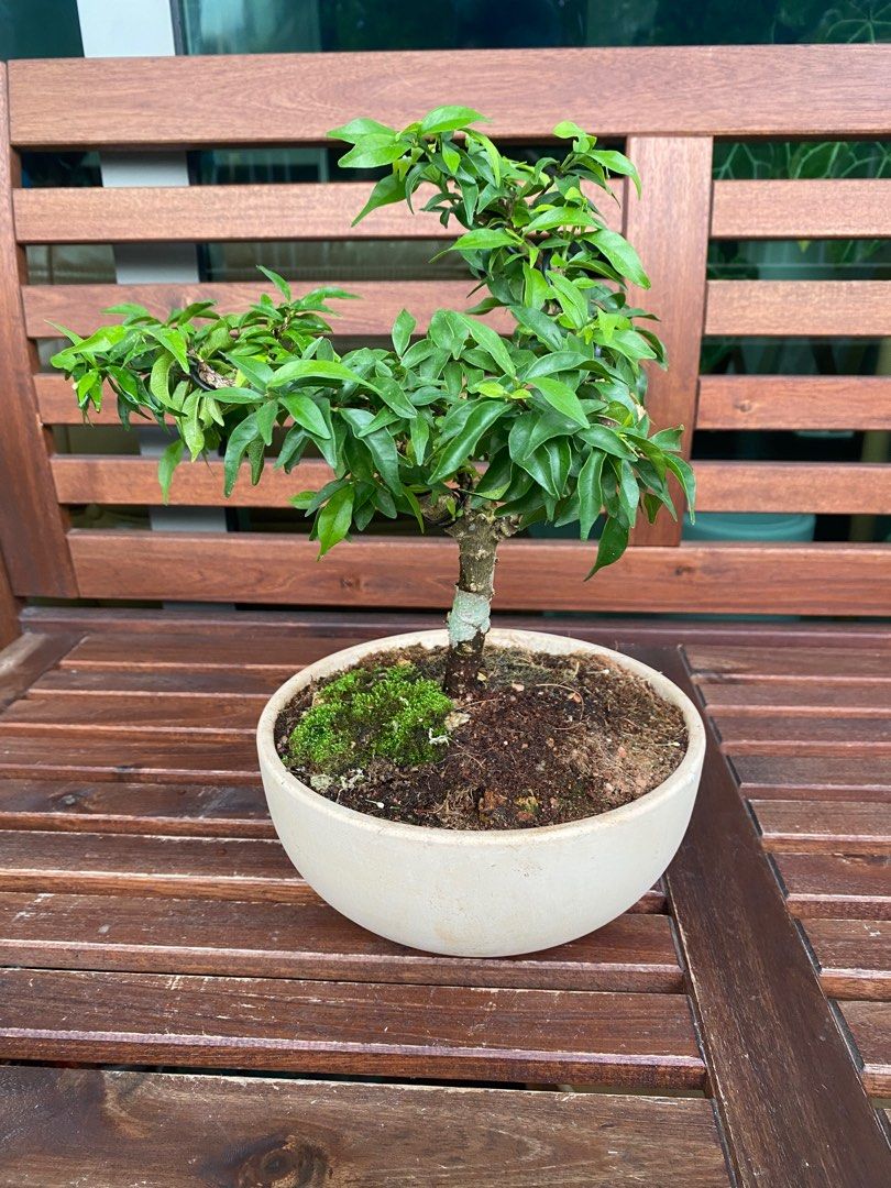 Double petal flower shui mei shuimei bonsai Wrightia Religiosa #5 small ...