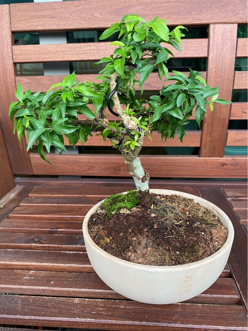 Double petal flower shui mei shuimei bonsai Wrightia Religiosa #5 small ...