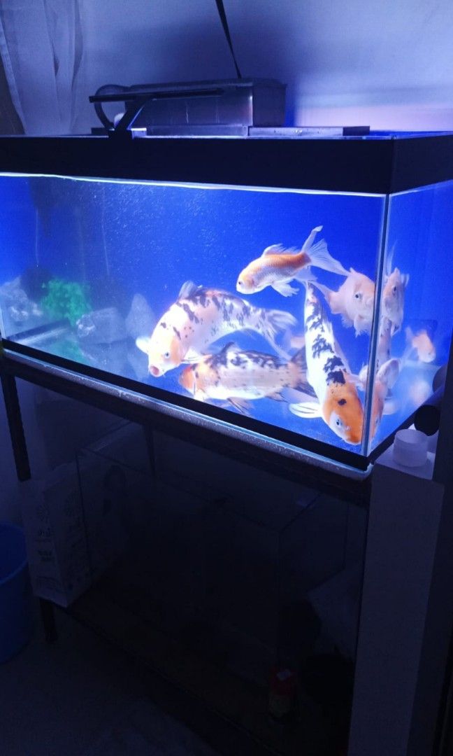 3ft Fish Tank With Full Accessory, Pet Supplies, Homes & Other Pet ...