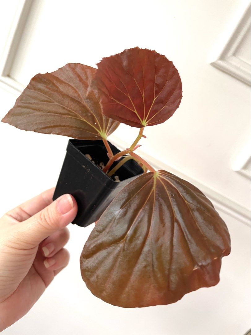 Begonia Black Metallic, Furniture & Home Living, Gardening, Plants ...