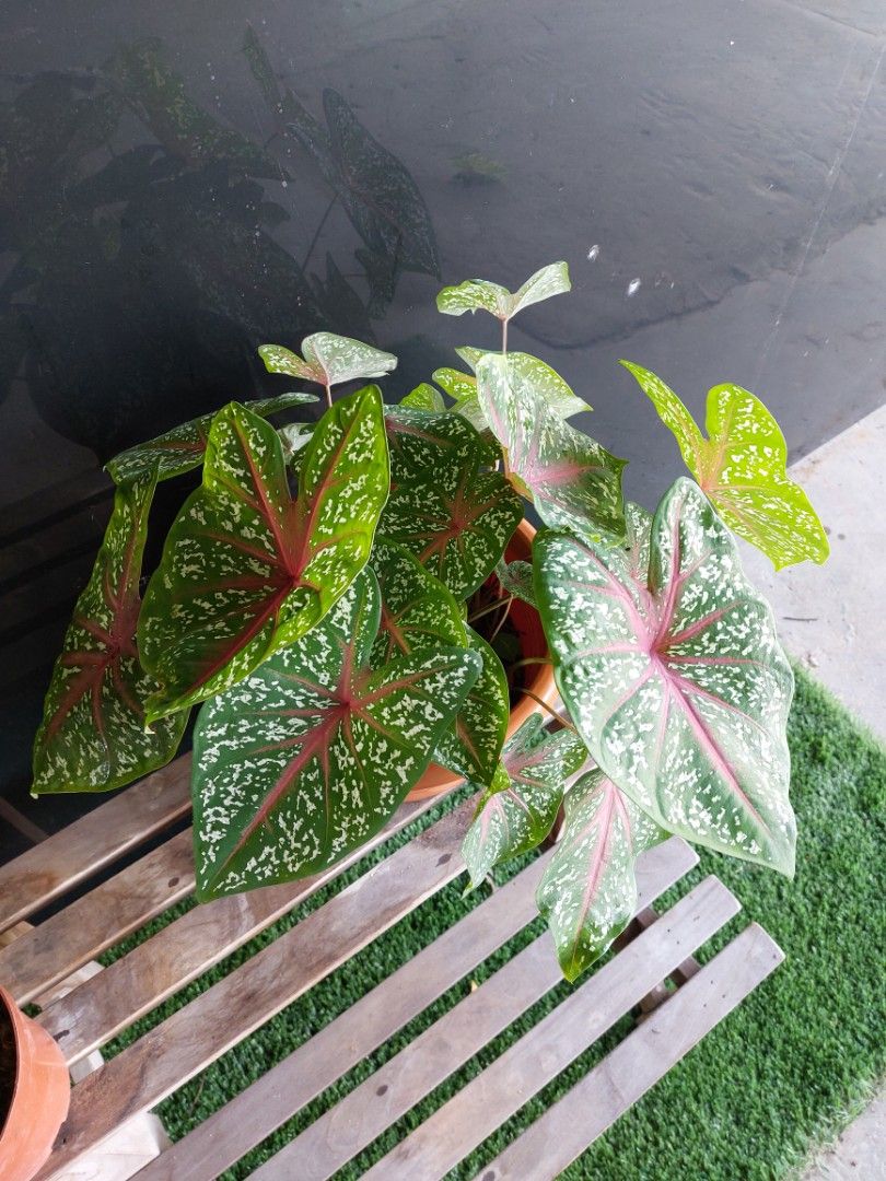 Bushy Caladium White Splatter, Furniture & Home Living, Gardening ...