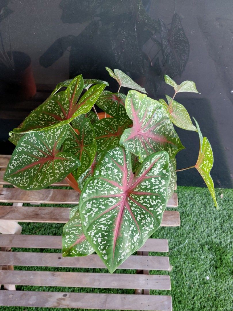 Bushy Caladium White Splatter, Furniture & Home Living, Gardening ...