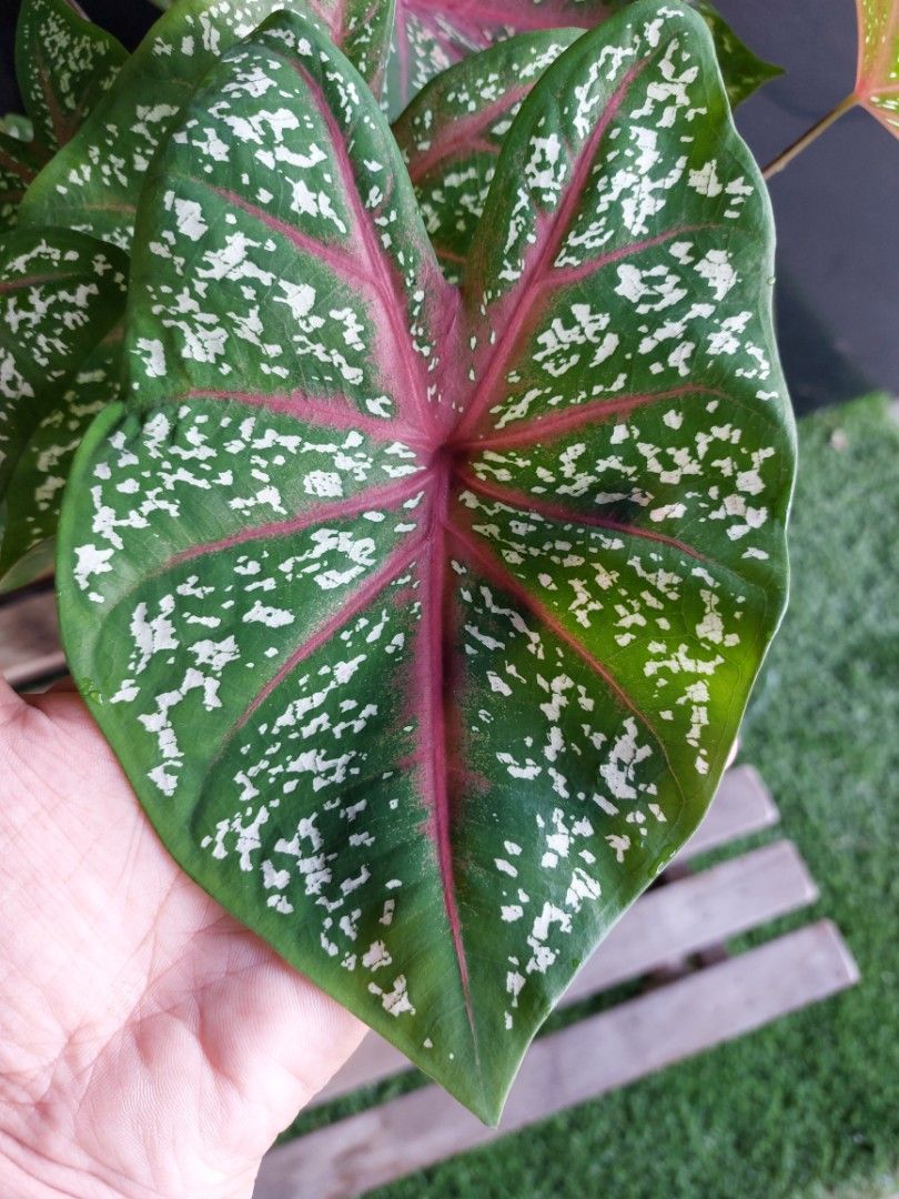 Bushy Caladium White Splatter, Furniture & Home Living, Gardening ...