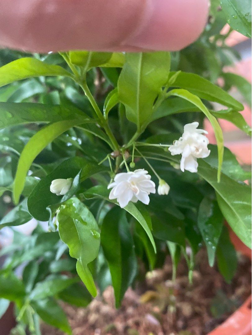Double petal flower Shui mei shuimei bonsai Wrightia Religiosa #4 small ...