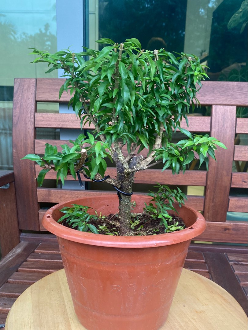 Double petal flower Shui mei shuimei bonsai Wrightia Religiosa nursery ...