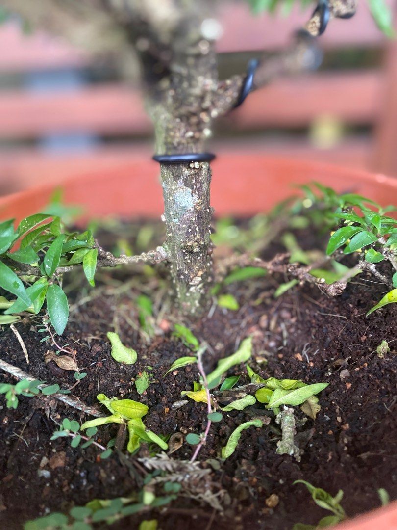 Double petal flower Shui mei shuimei bonsai Wrightia Religiosa nursery ...