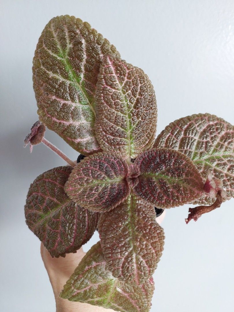 Episcia kee wee, Furniture & Home Living, Gardening, Plants & Seeds on ...