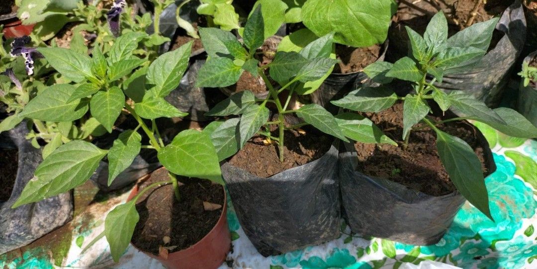 Punla and ready to transfer, Furniture & Home Living, Gardening, Gardening Tools & Ornaments on ...