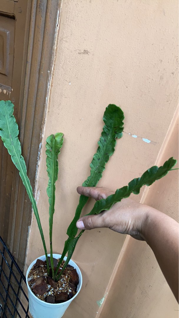 Rare asplenium nidus hybrid fern, Furniture & Home Living, Gardening ...