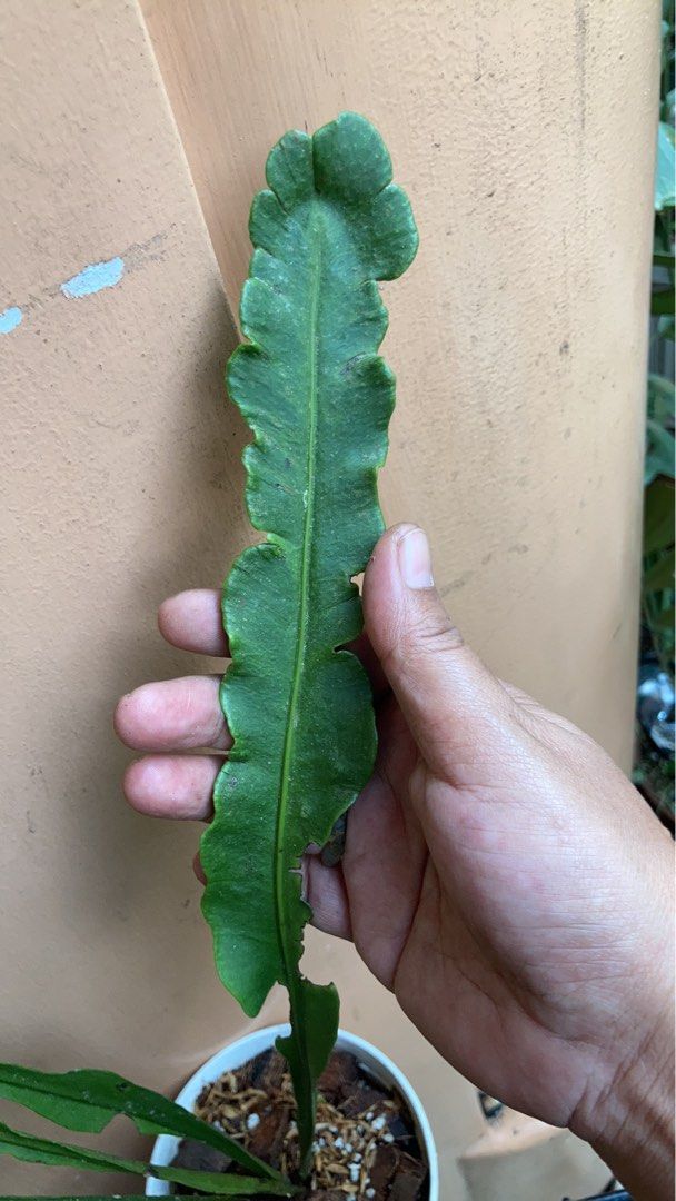 Rare asplenium nidus hybrid fern, Furniture & Home Living, Gardening ...