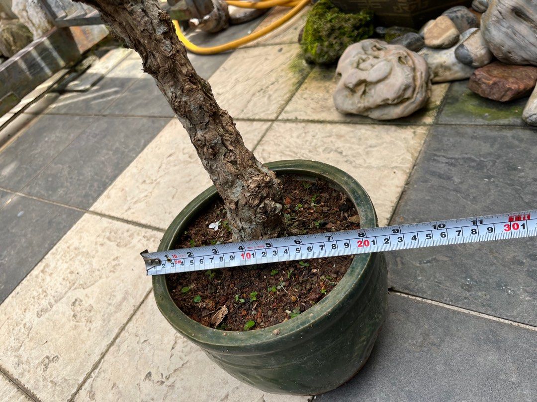 Shui mei bonsai plan H 90cm pot D21cm, Furniture & Home Living ...