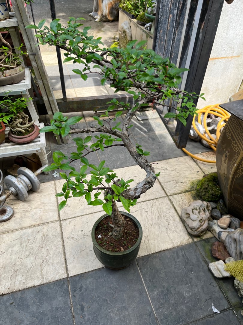 Shui mei bonsai plan H 90cm pot D21cm, Furniture & Home Living ...