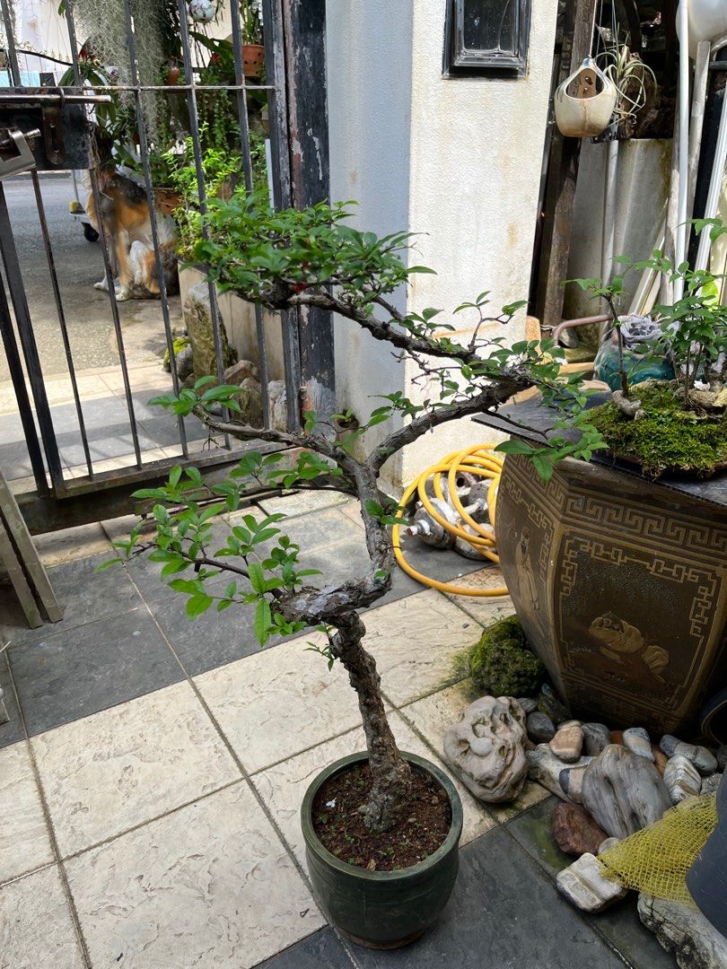 Shui mei bonsai plan H 90cm pot D21cm, Furniture & Home Living ...